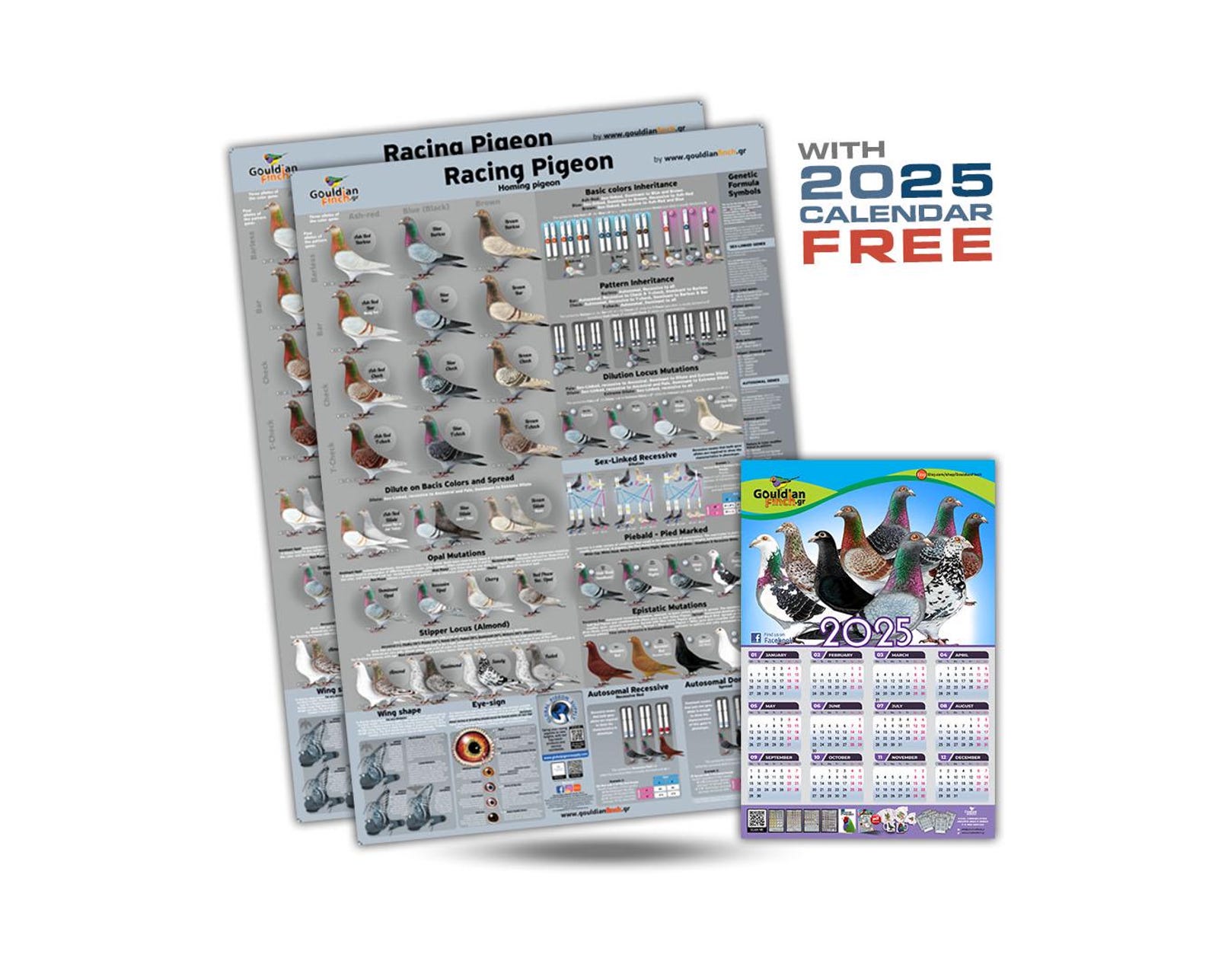 NEW Racing Pigeon Color Mutations and Genetics Poster With Eye-sign and ...