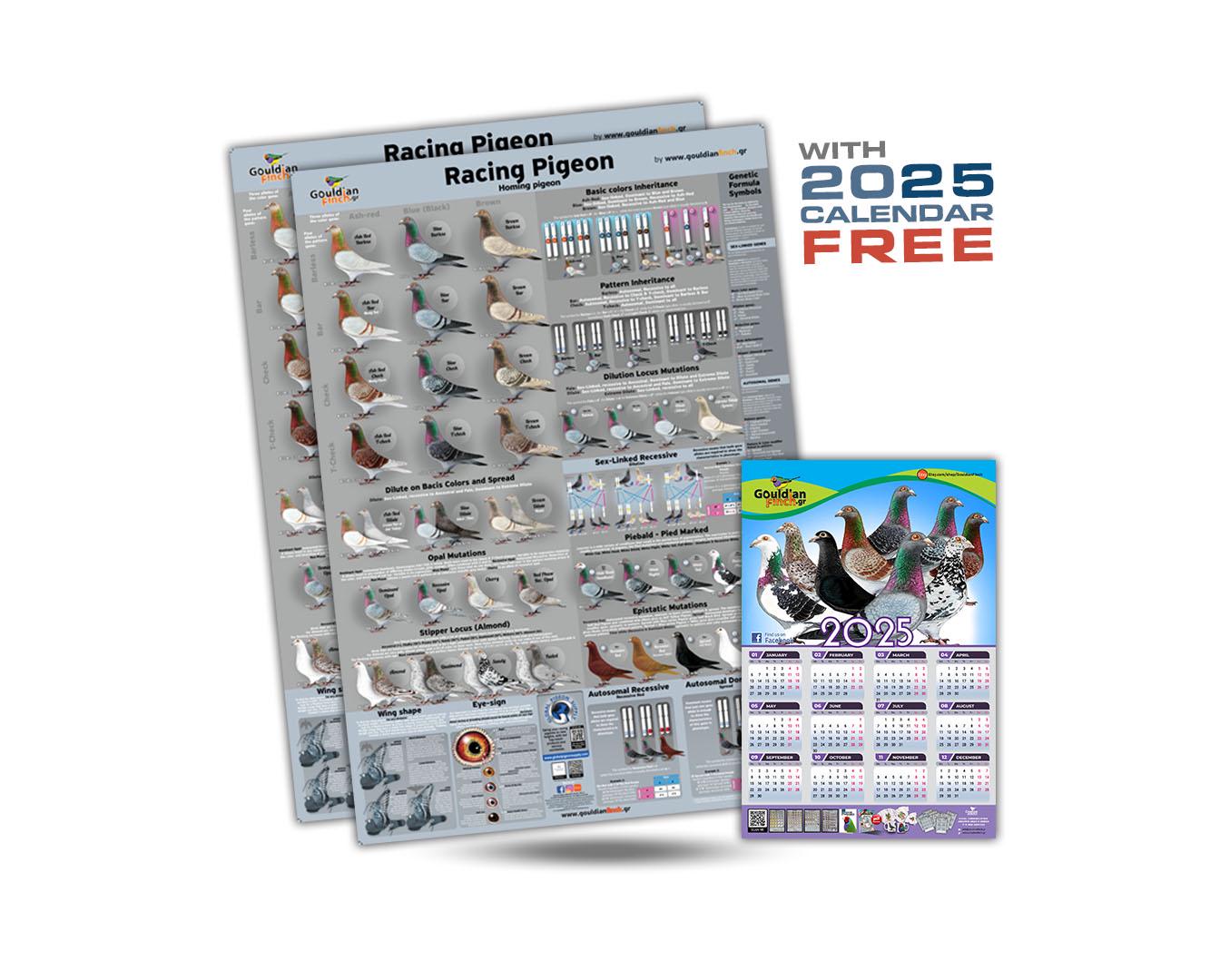 NEW Racing Pigeon Color Mutations and Genetics Poster With Eye-sign and ...