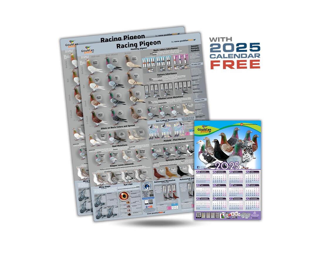Set of 2 Racing Pigeon Color Mutations and Genetics Poster With Eye ...