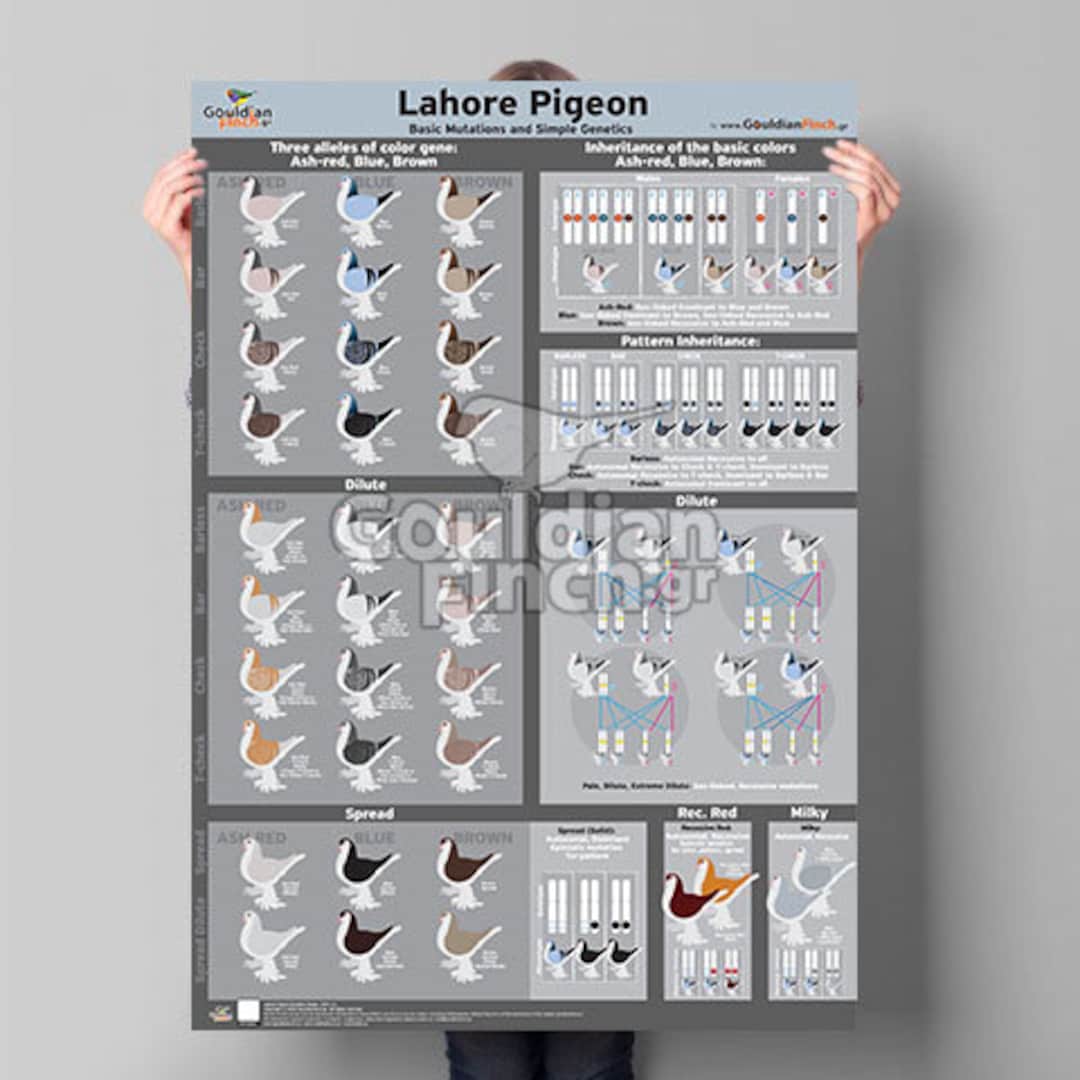 Lahore Pigeon Simple Genetic and Basic Mutations Poster - Etsy