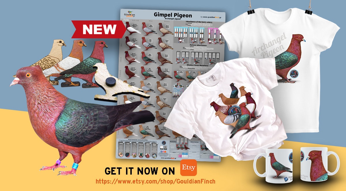 Set of 2 NEW Archangel Gimpel Pigeon Mutations Poster and Genetics ...