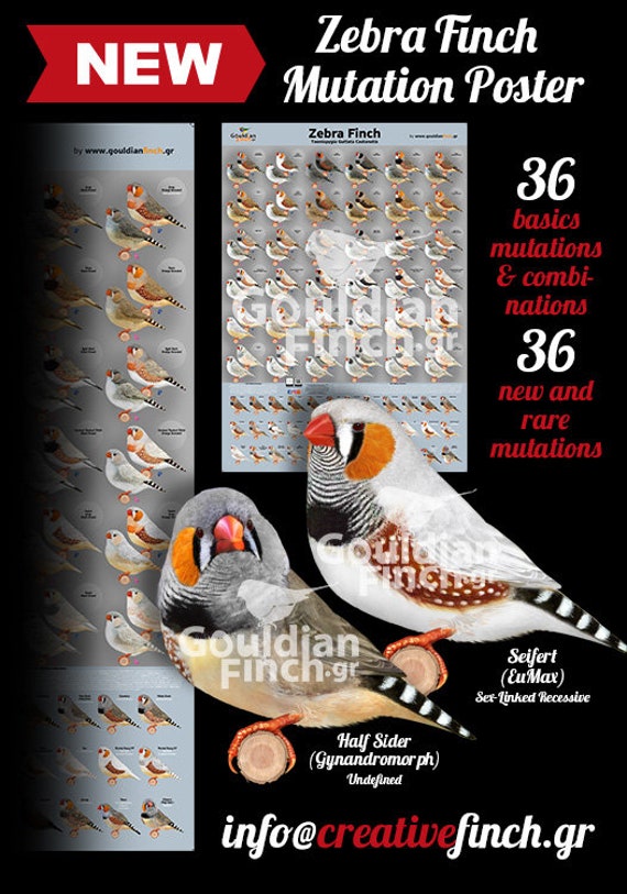 Zebra Finch Mutations