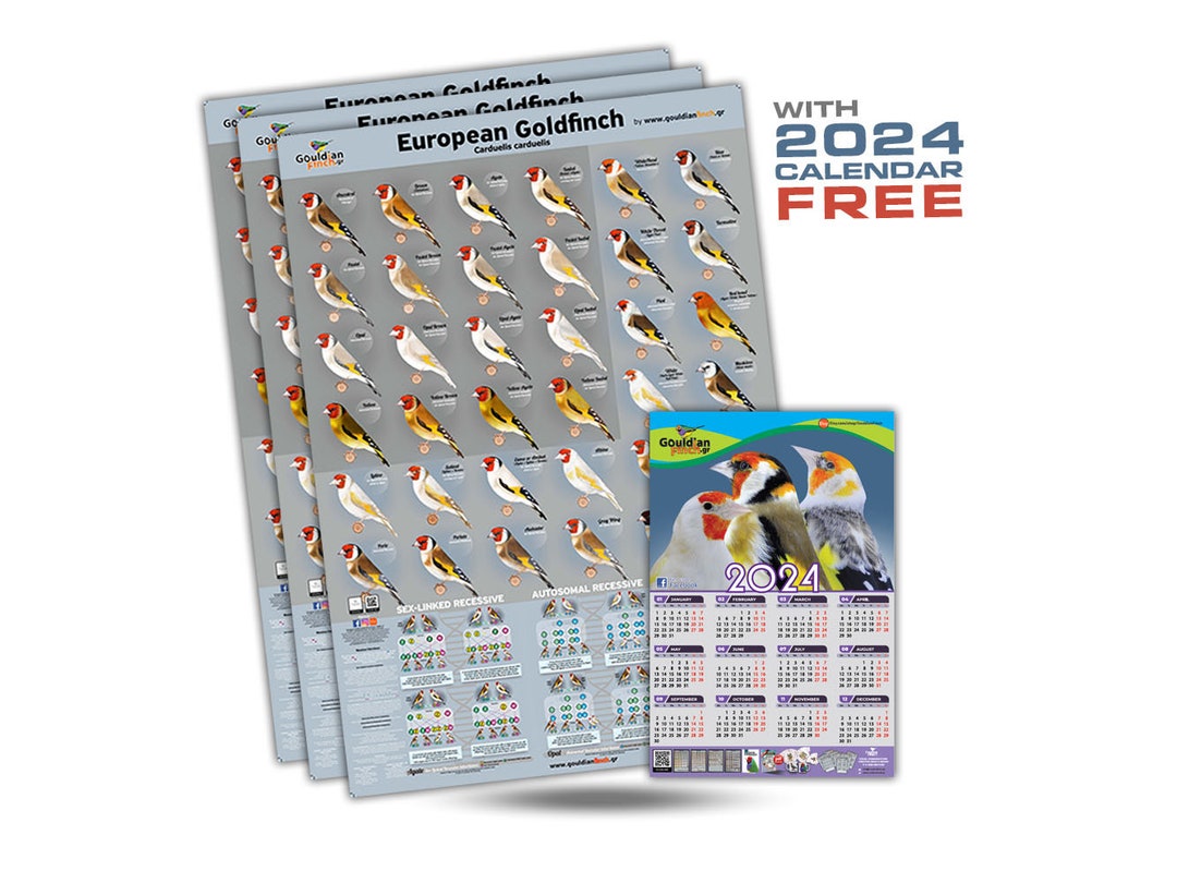 SET of 3 NEW European Goldfinch Mutation Posters 2024 Goldfinch ...