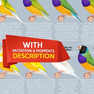 NEW Gouldian Finch Mutation Poster / 5 NEW Genetics Posters / Gouldian ...