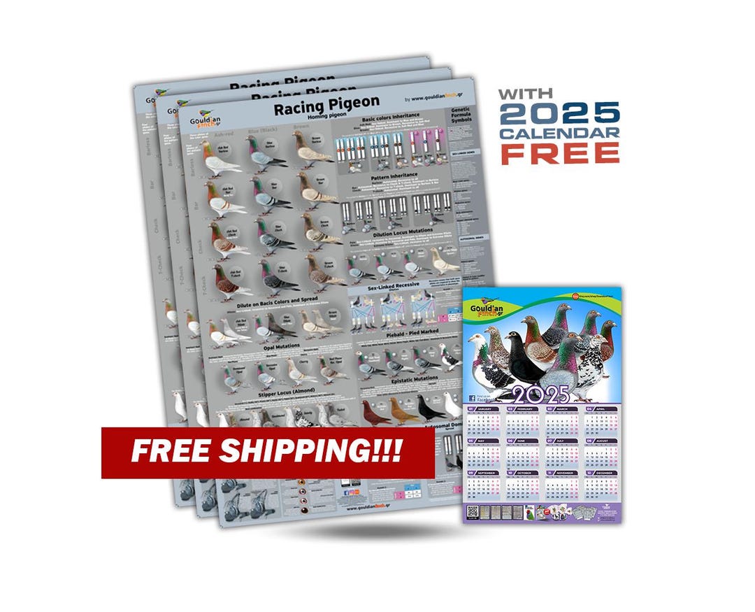 Set of 3 NEW Racing Pigeon Color Mutations and Genetics Poster With Eye ...
