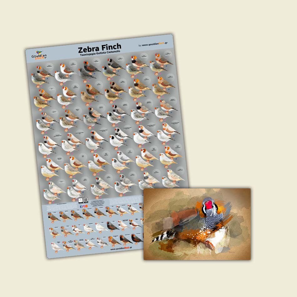 NEW Zebra Finch Mutation Poster Zebra Finch Digital Painting | Etsy