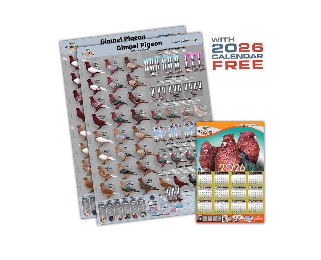 Archangel Gimpel Pigeon Mutations Poster Set + 2026 Calendar - Etsy
