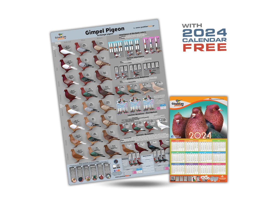 NEW Archangel Gimpel Pigeon Mutations Poster and Genetics 2024 Gimpel ...