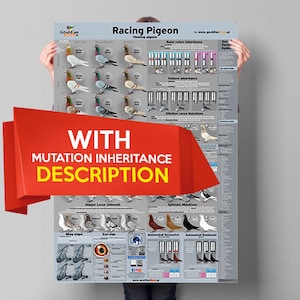 NEW Racing Pigeon Color Mutations and Genetics Poster With Eye-sign and ...