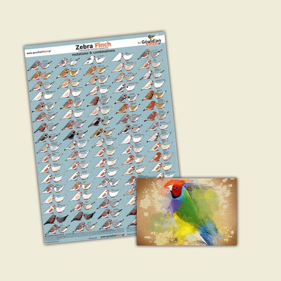 Zebra Finch Mutations Poster