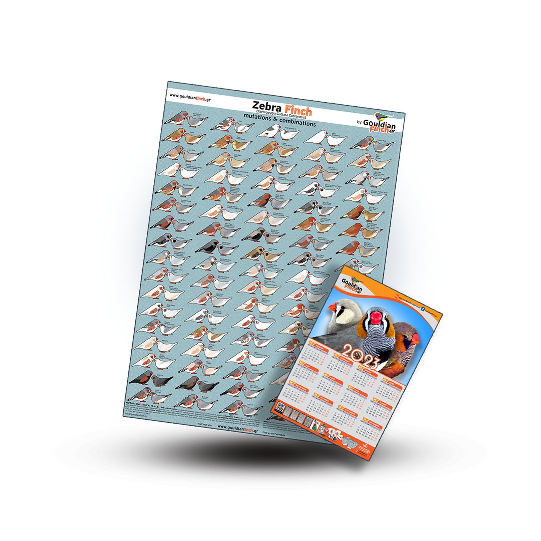 Zebra Finch Mutations Poster