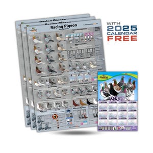 NEW Racing Pigeon Color Mutations and Genetics Poster With Eye-sign and ...