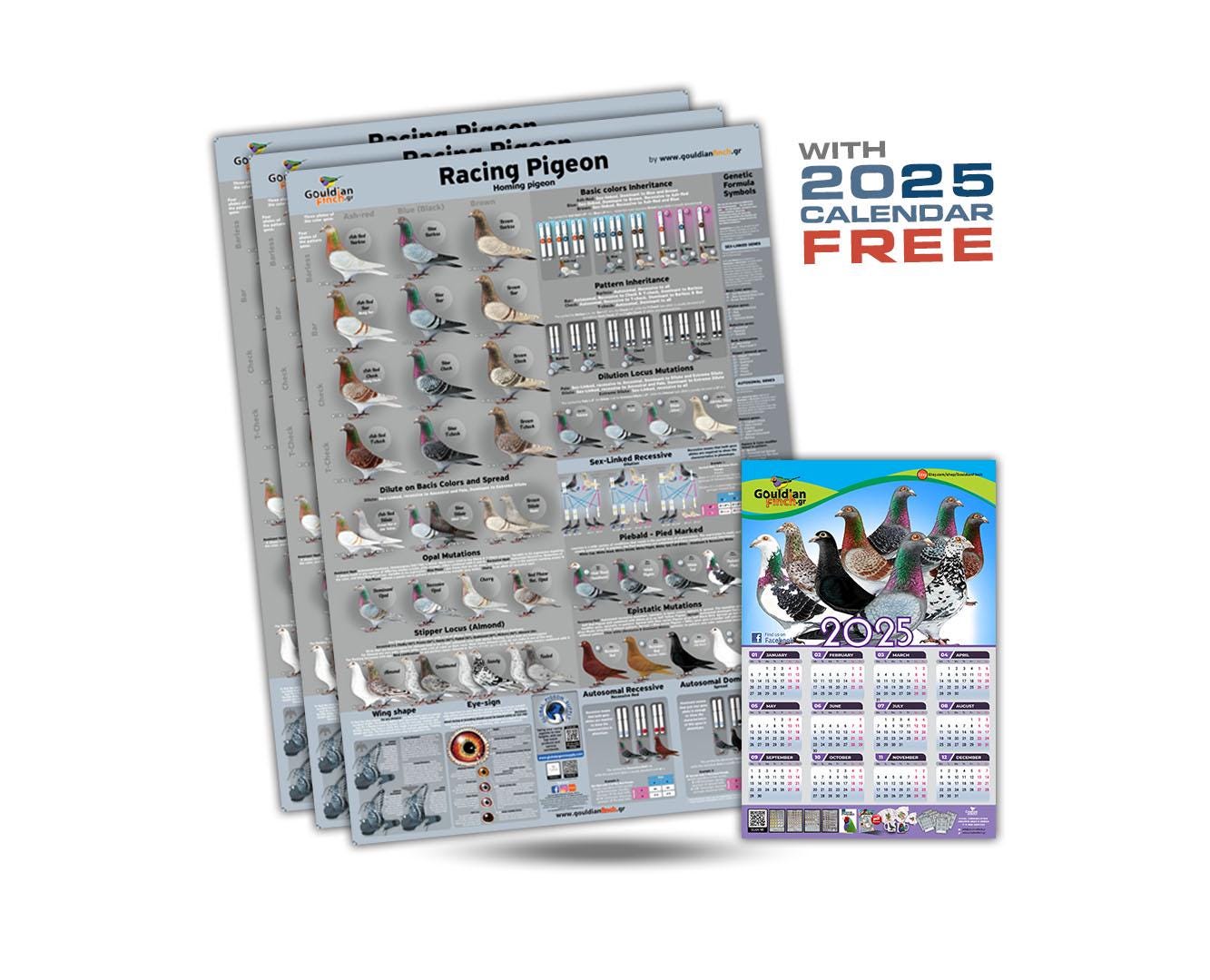 NEW Racing Pigeon Color Mutations and Genetics Poster With Eye-sign and ...