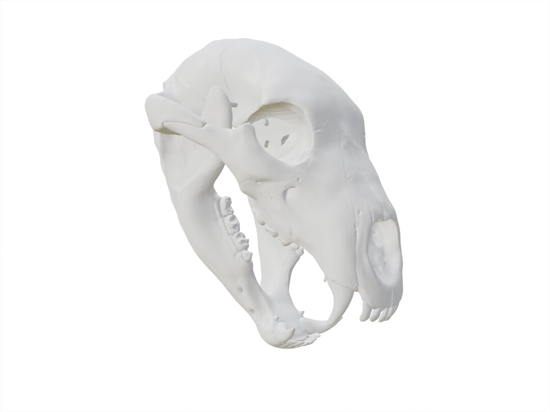 3D Printed Beast Skull Mask – Creature Bone Helmet for Cosplay, LARP ...