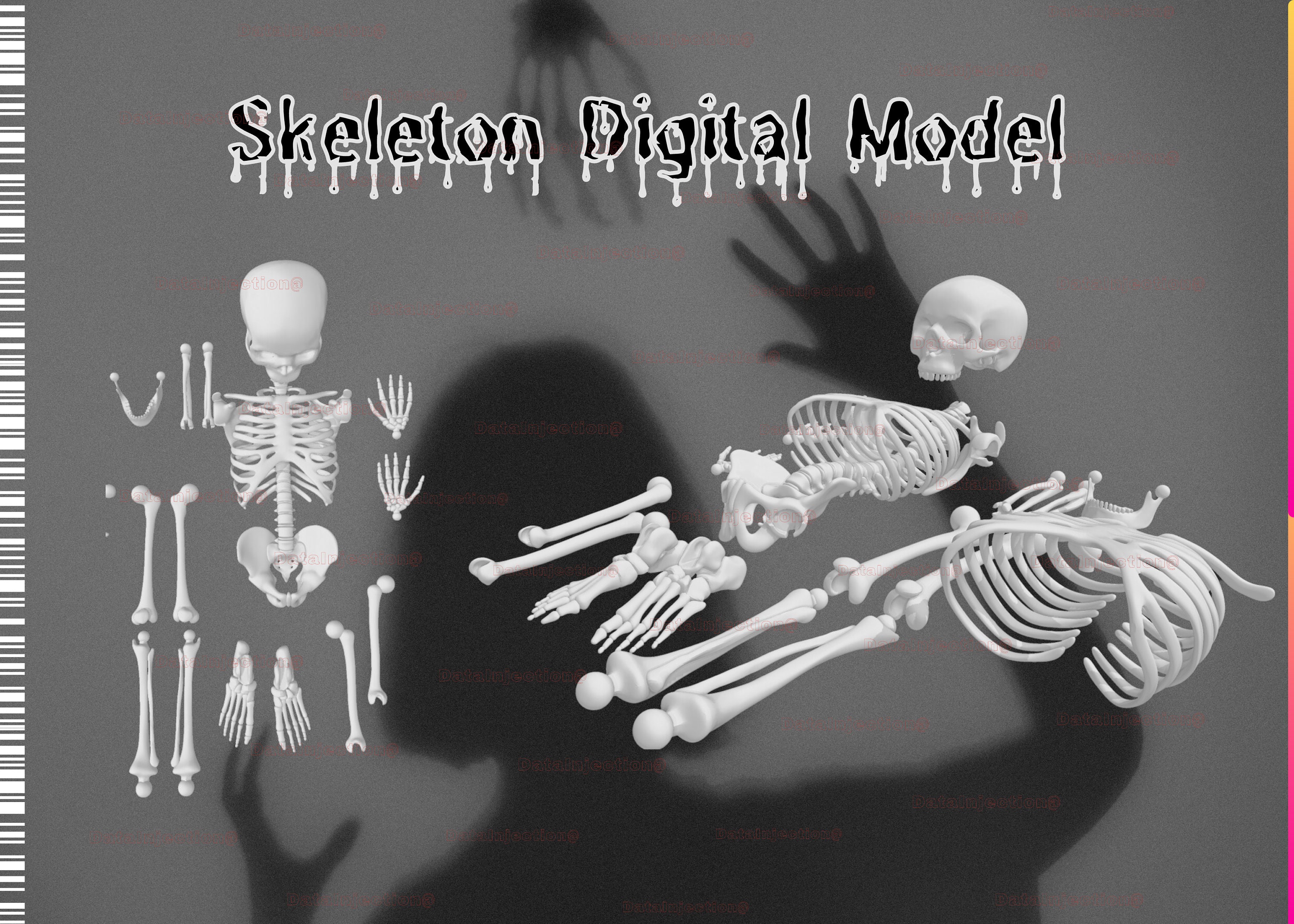 Skeleton Human Stl 3D Model Print Digital File - Etsy