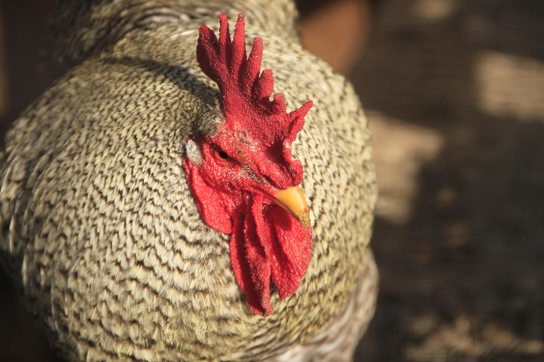 Texas Ranch Chicken - Etsy