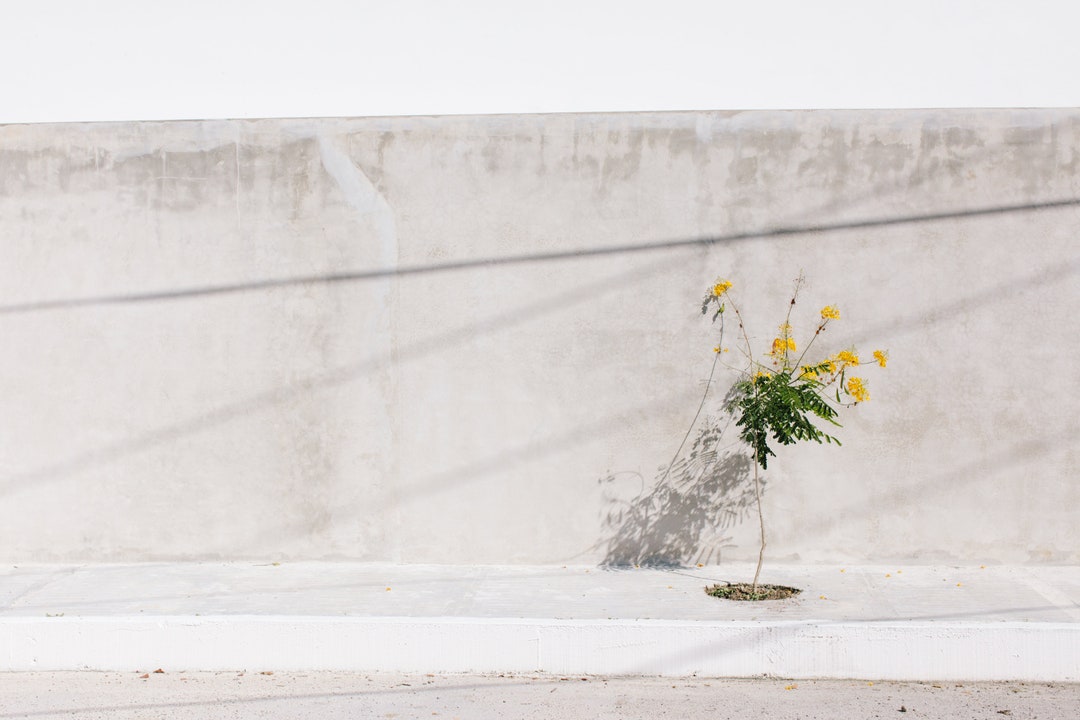 Loan Plant in Puerto Morelos Mexico - Etsy