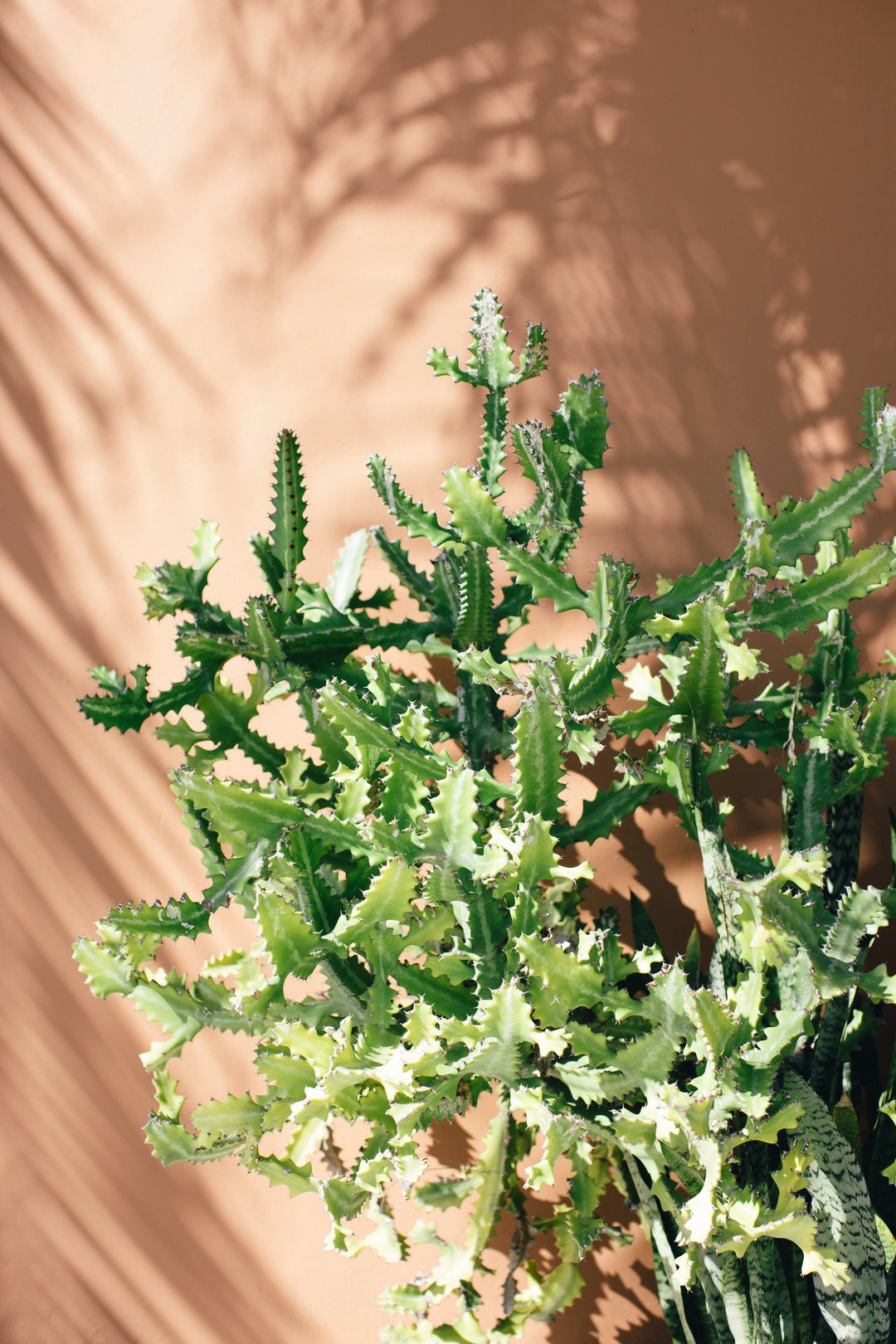 Cacti in Puerto Morelos Mexico - Etsy