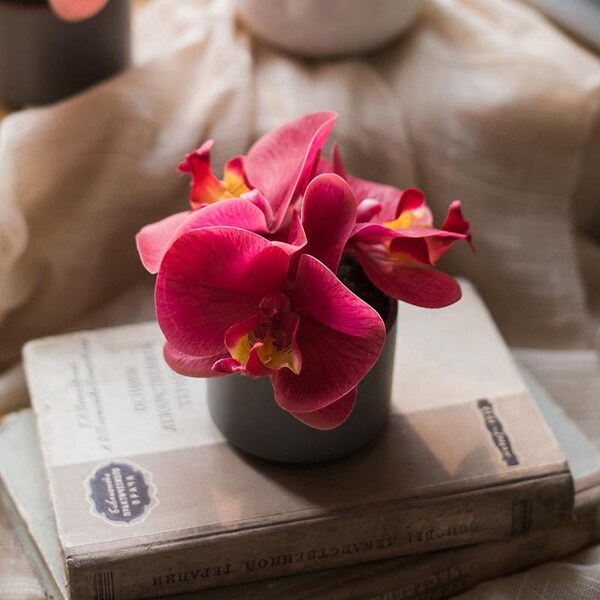 Faux Orchid - Etsy