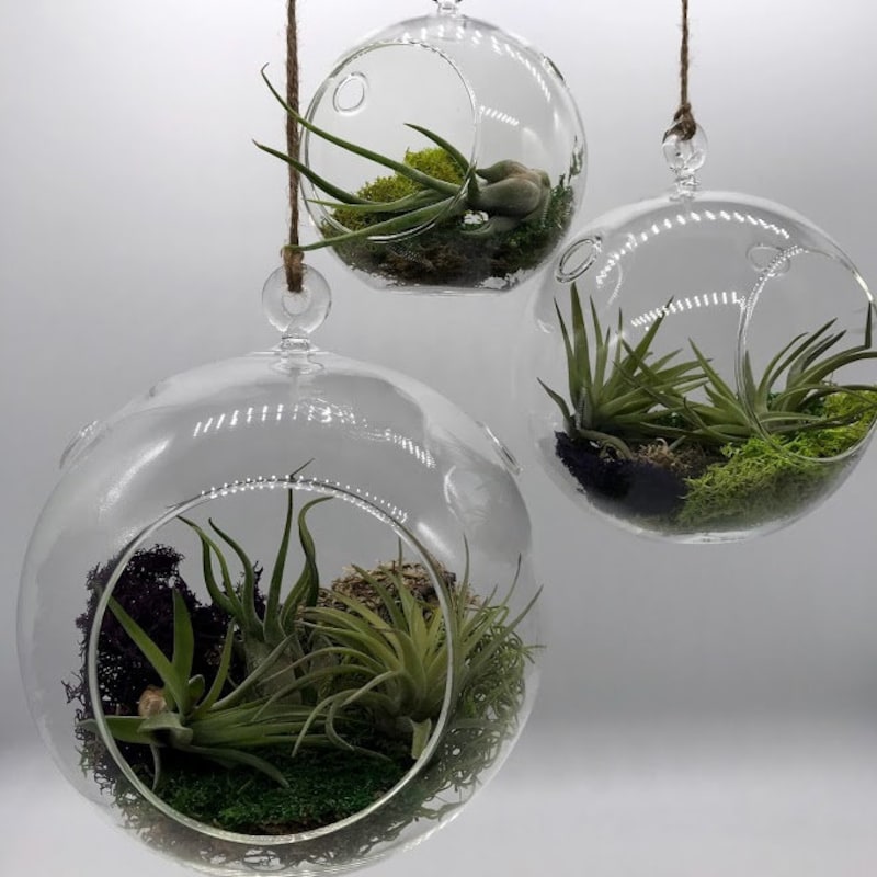 Globe for Air Plant - Etsy