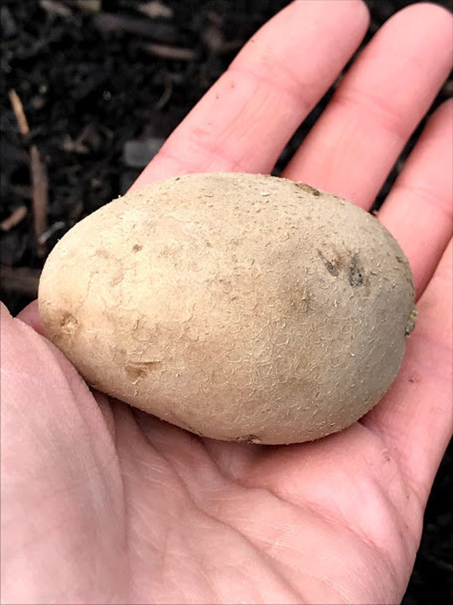 Organic German Butterball Seed Potatoes - Yellow Potato Garden Seeds - Etsy