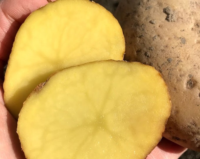 ORGANIC Yukon Gold Seed Potatoes Yellow Potato Solanum Tuberosum Unique Garden Gardening Gift ...
