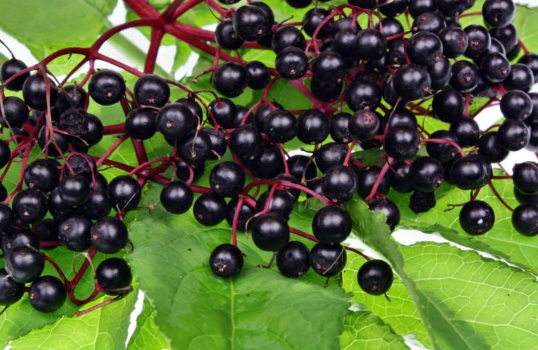 American Elderberry Shrub Common Sambucus Canadensis Native Plant 1 Yr ...