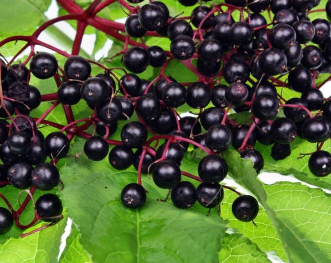 American Elderberry Shrub Common Sambucus Canadensis Native - Etsy
