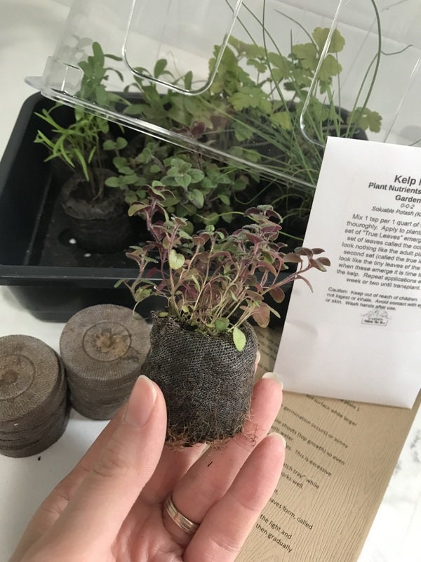 Small Seed Starting Mini Greenhouse Windowsill Garden Kit - Etsy