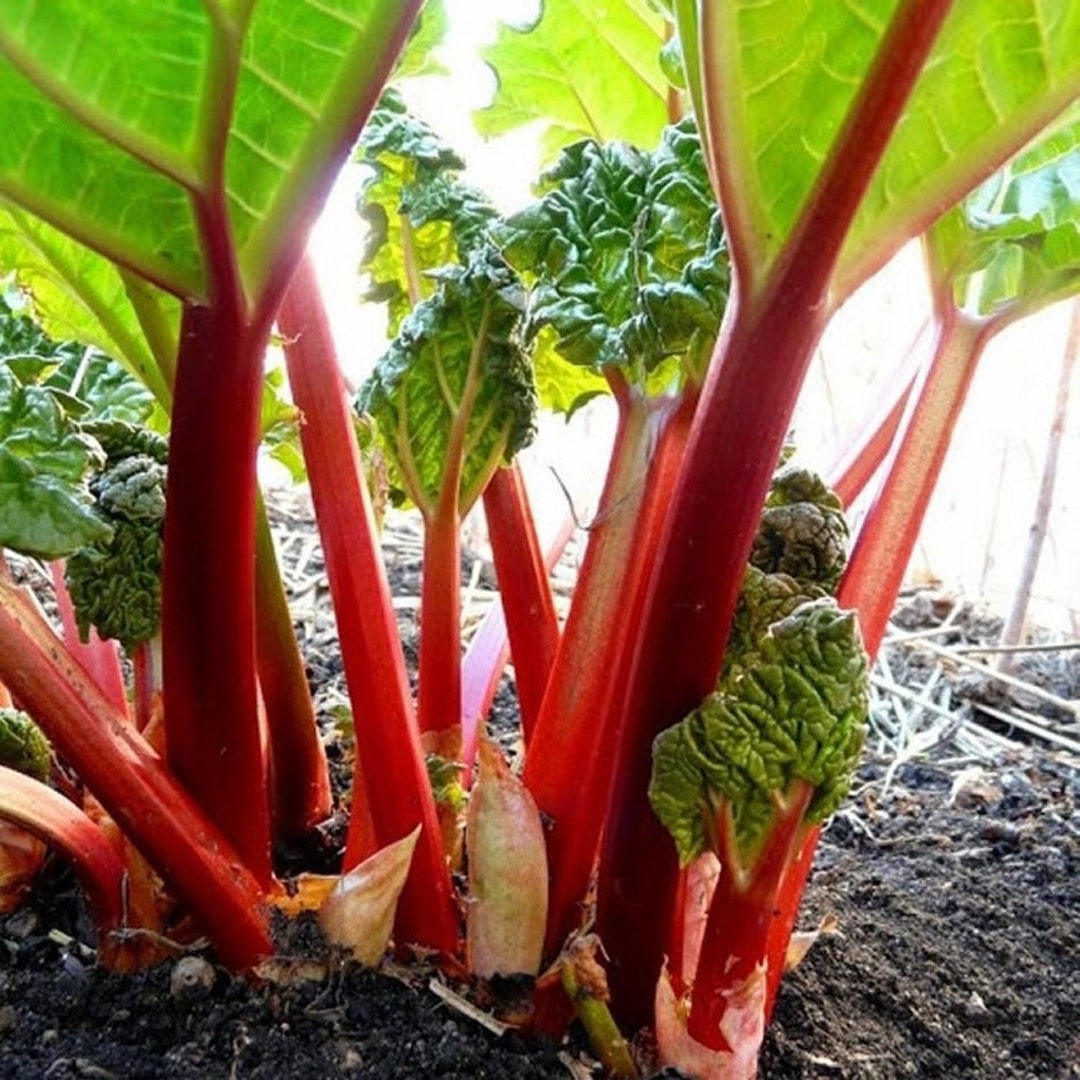 PRE-ORDER Rhubarb Red Crimson Crowns Stems Rooted Cutting Roots Big 24 ...