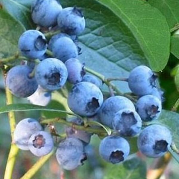 Blueberry Plant - Etsy