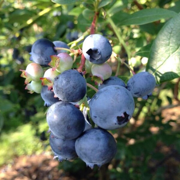 Blueberry Plant - Etsy