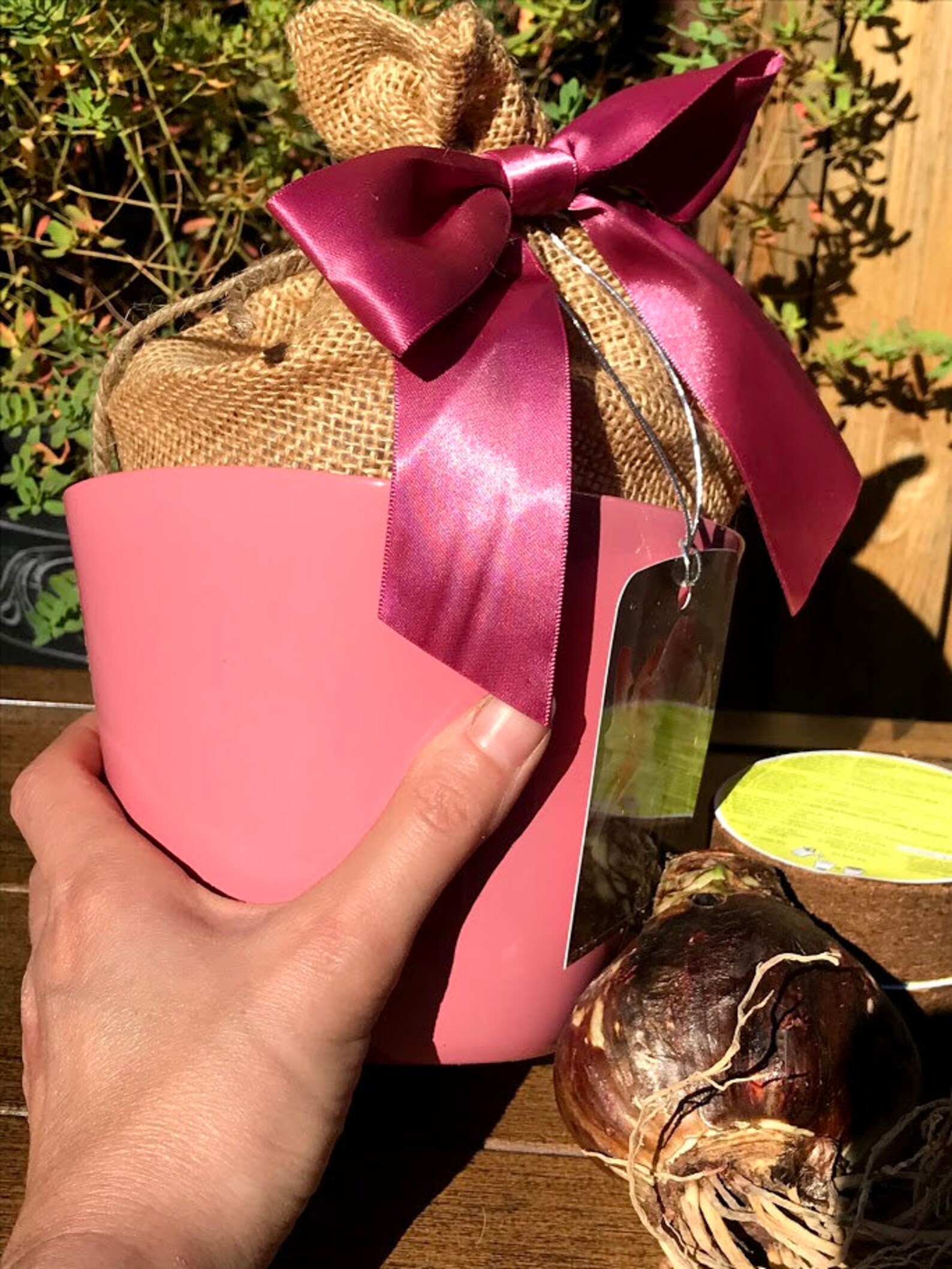 ROSE Pink Amaryllis Bulb Growing Kit Ceramic Planter Flower - Etsy