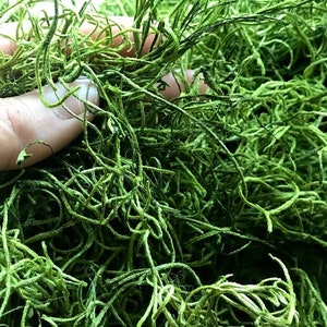 Preserved Spanish MOSS - Grass Green 1oz 8oz or 1lb Tillandsia ...