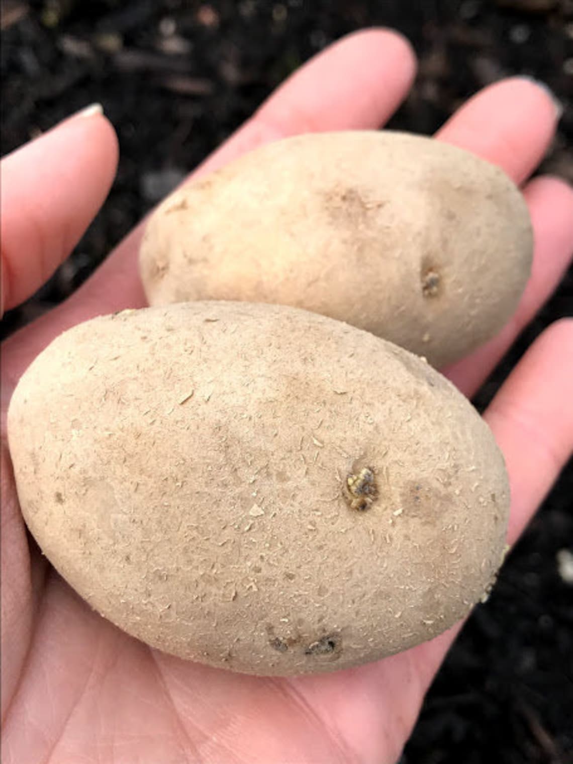 Organic German Butterball Seed Potatoes - Yellow Potato Garden Seeds - Etsy