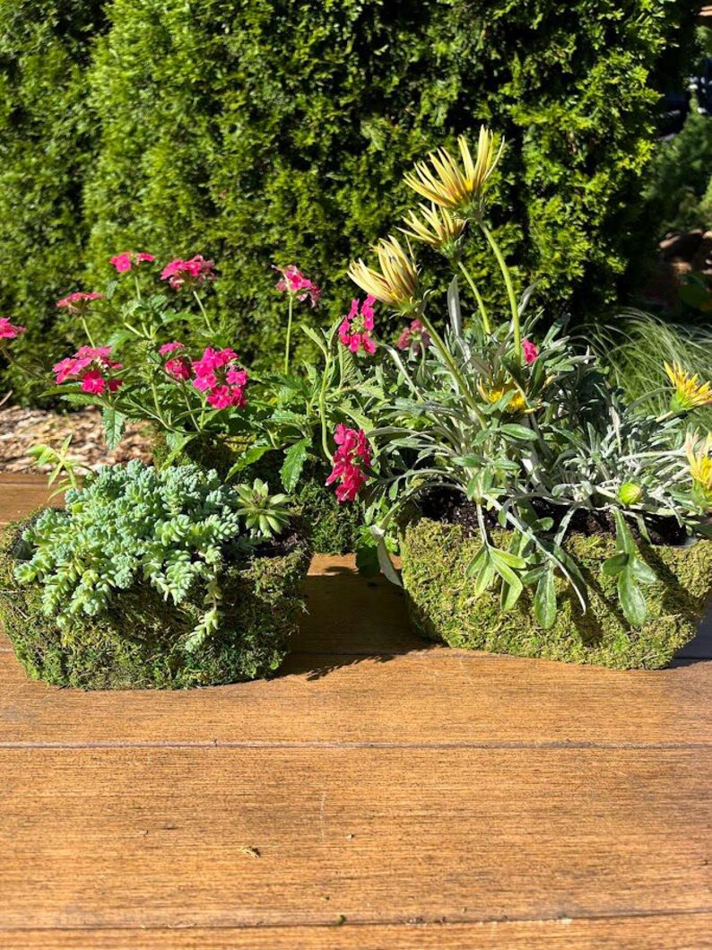 Natural Rustic Moss Basket Planter Rectangular Wicker Centerpiece Pot ...