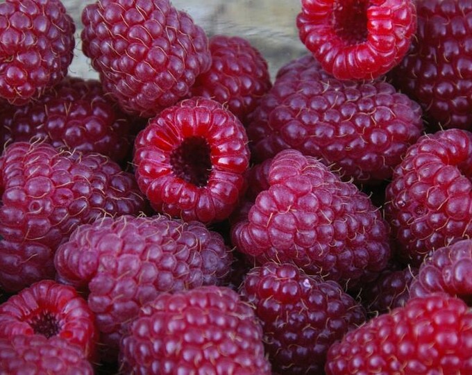 Purple Raspberry Brandywine Variety Cold Hardy Rooted Cutting Small ...