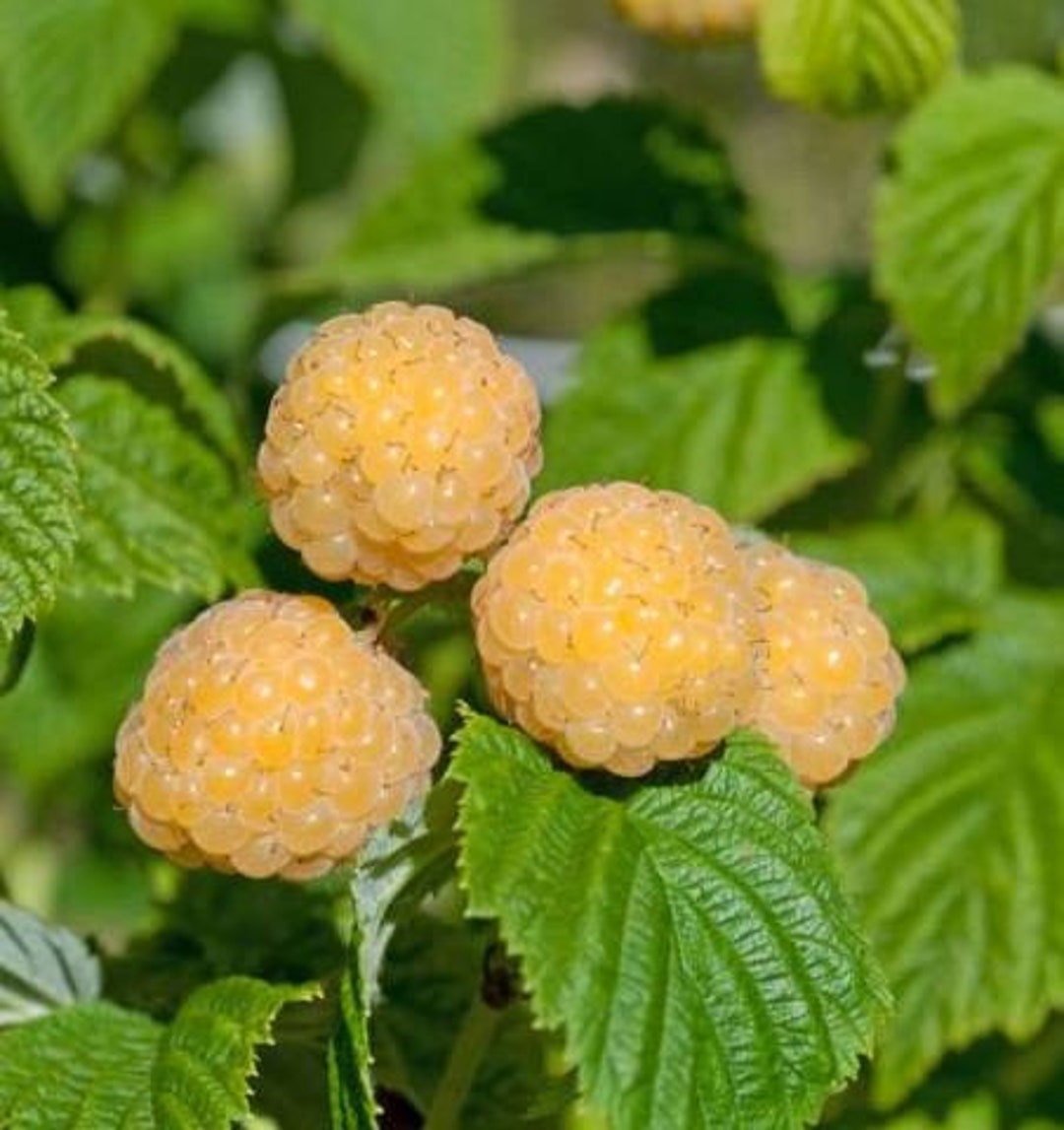 Yellow Raspberry Cold Hardy Fall Gold Rooted Cutting Small Berry Fruit ...