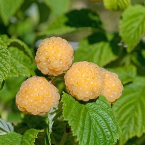 Yellow Raspberry Cold Hardy Fall Gold- Rooted Cutting Small Berry Fruit ...