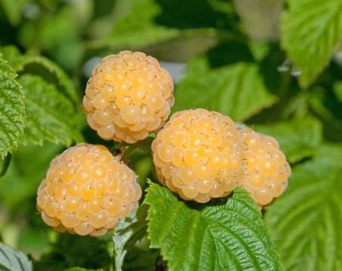 Yellow Raspberry Cold Hardy Fall Gold Rooted Cutting Small Berry Fruit ...