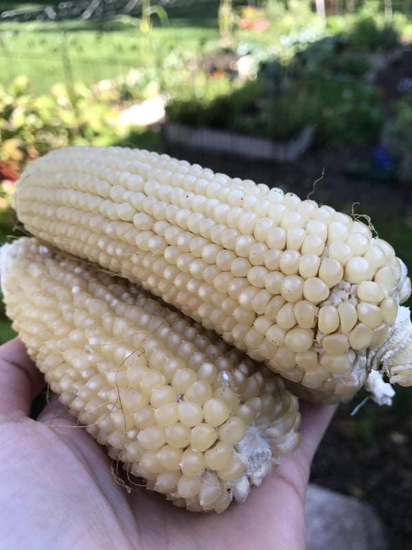 Popcorn Garden 100% Organic Seeds Non-gmo Grow Your Own | Etsy