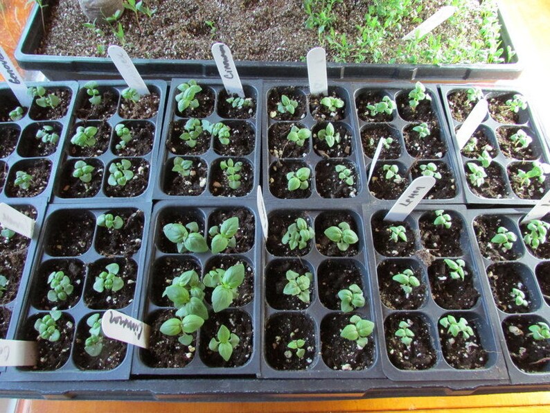 Love That Basil Craft Cocktails Grow Kit 100% Organic | Etsy