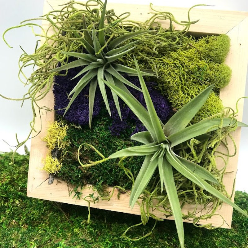 Air Plant Frame - Etsy