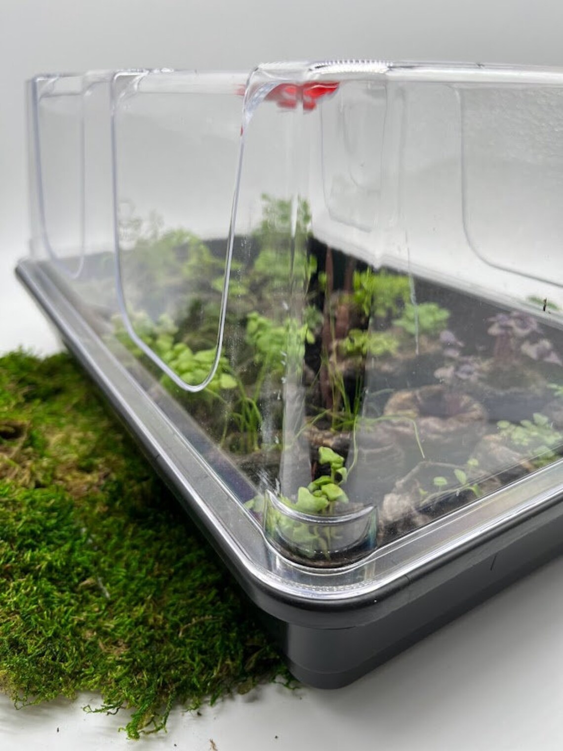 Large Seed Starting Garden Kit - Mini Greenhouse - Grow Indoors ...