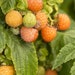 Yellow Raspberry Cold Hardy Fall Gold Rooted Cutting Small Berry Fruit ...