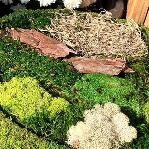 DIY Fairy Garden Preserved Moss Kit and Platform Base for Indoor ...