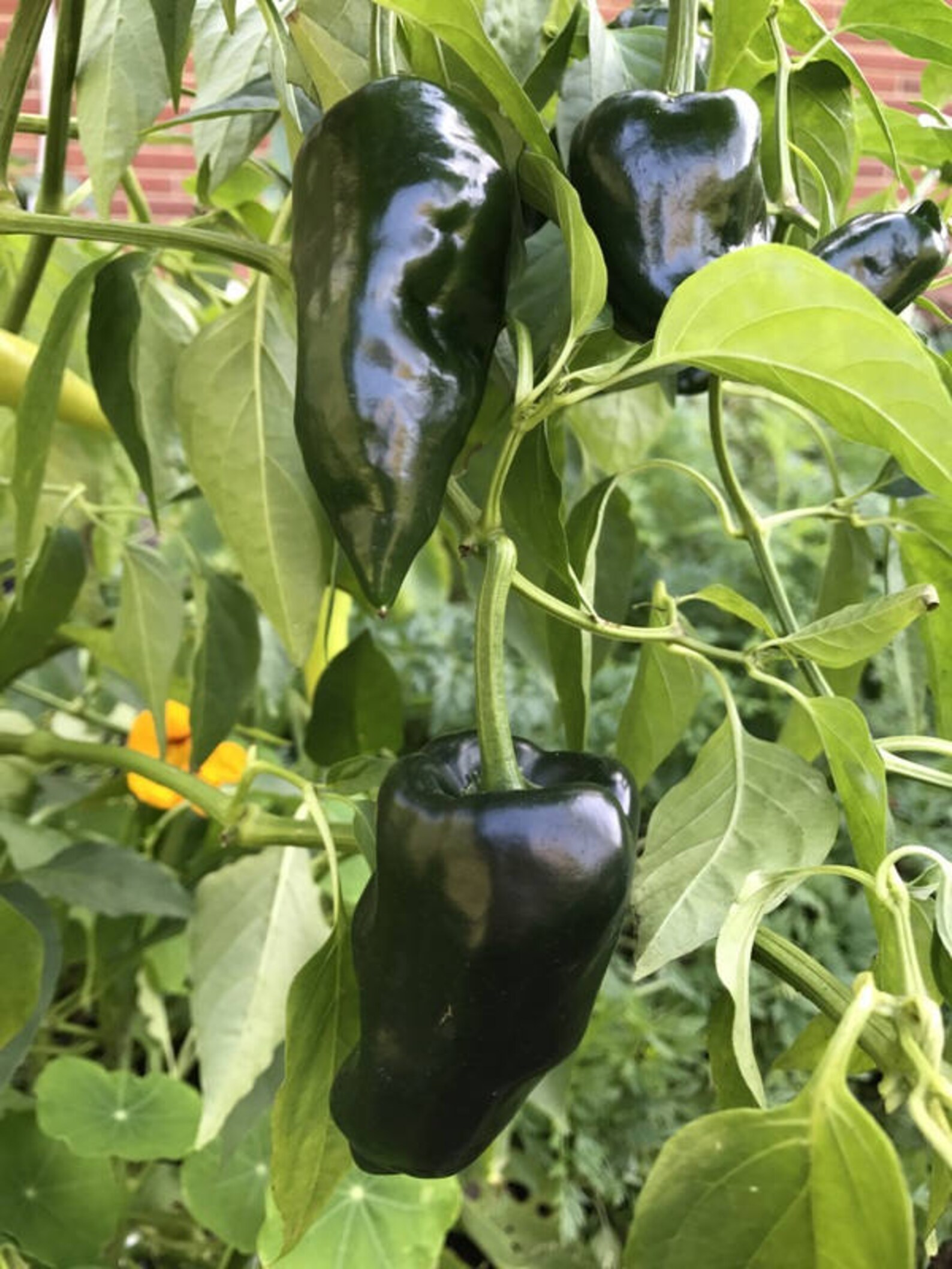 ORGANIC Pepper Lover's Gardening Seed Kit Custom Garden - Etsy