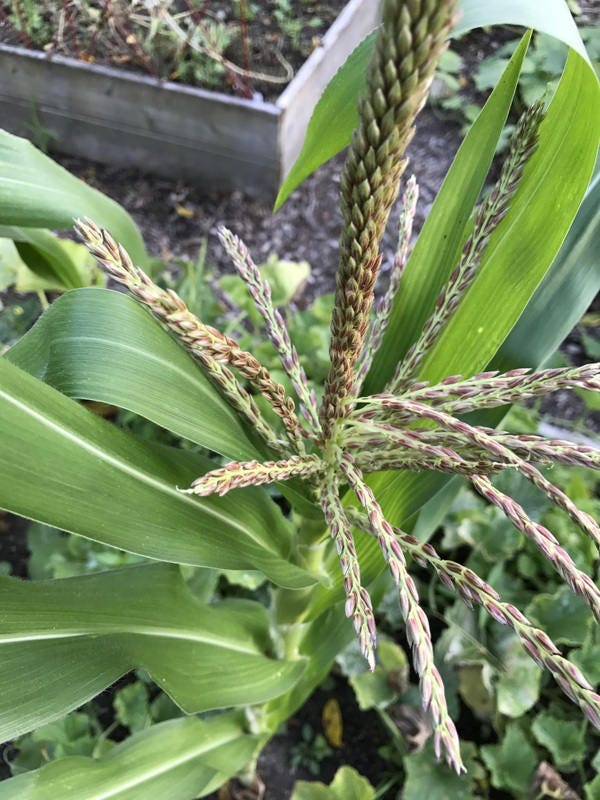 Popcorn Garden 100% Organic Seeds Non-GMO Grow your own | Etsy