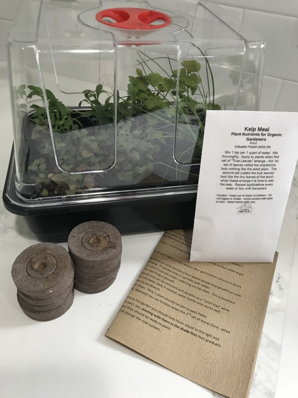 Small Seed Starting Mini Greenhouse - Windowsill Garden Kit - Grow ...