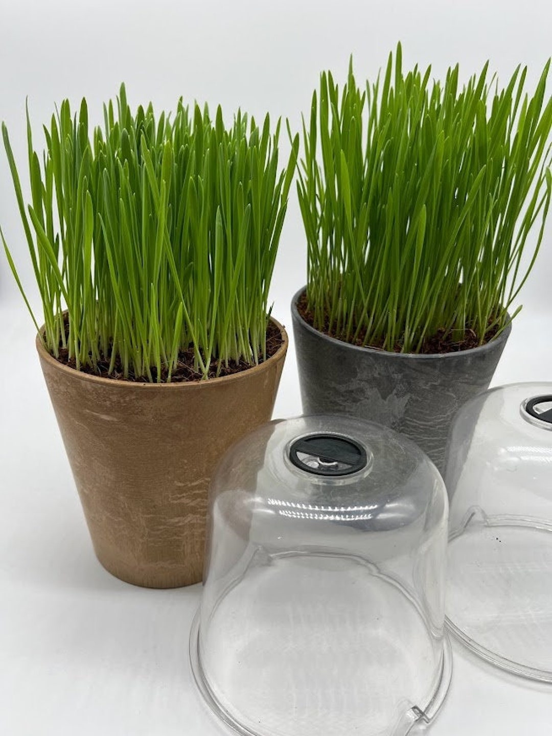 Organic Cat Grass Growing Kit - Wheatgrass or Oatgrass Reusable Grow ...
